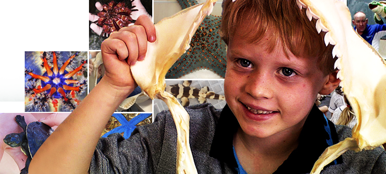 Ocean Life Education | School & Early Learning Incursions