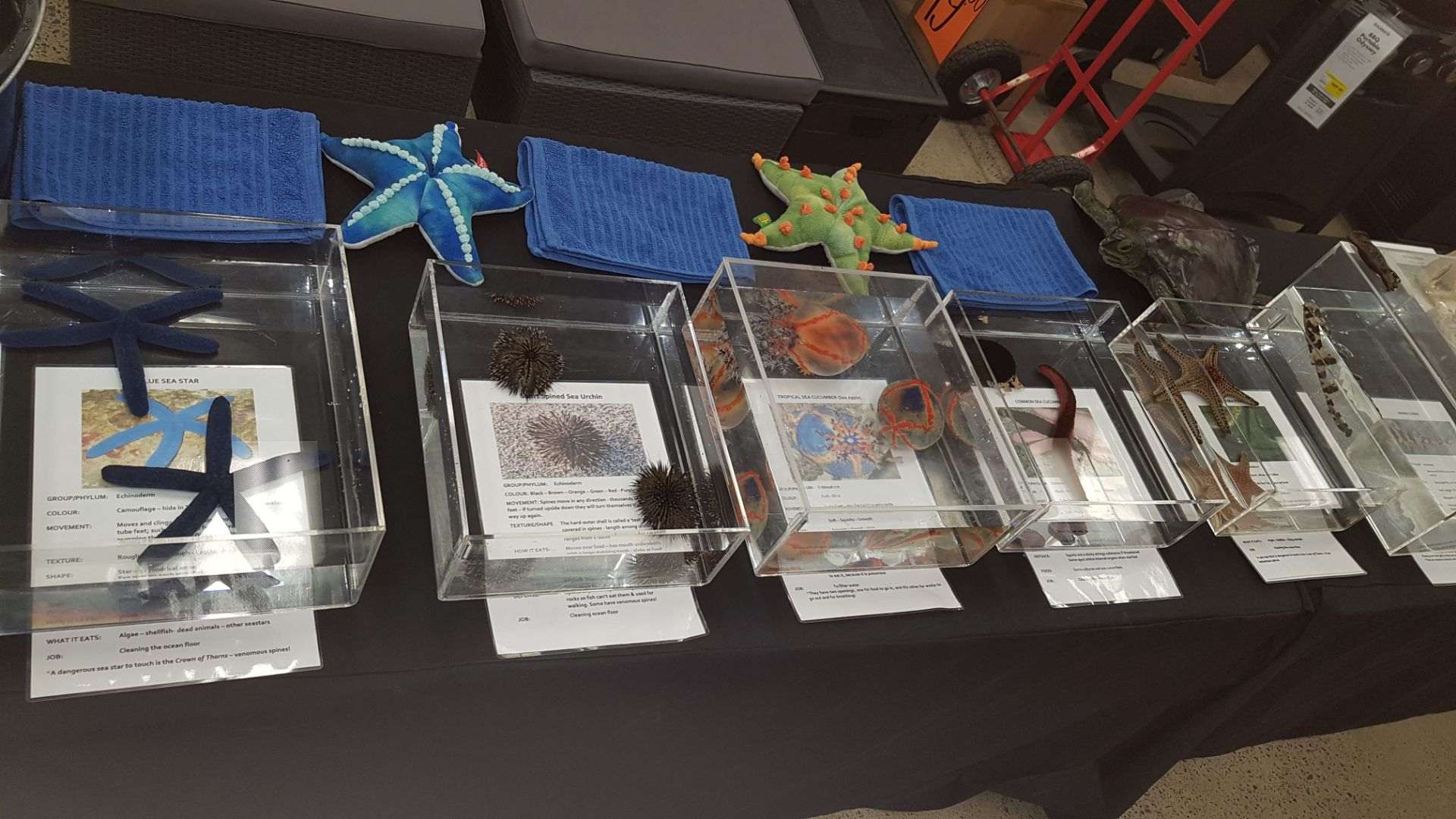 Events | Ocean Life Education