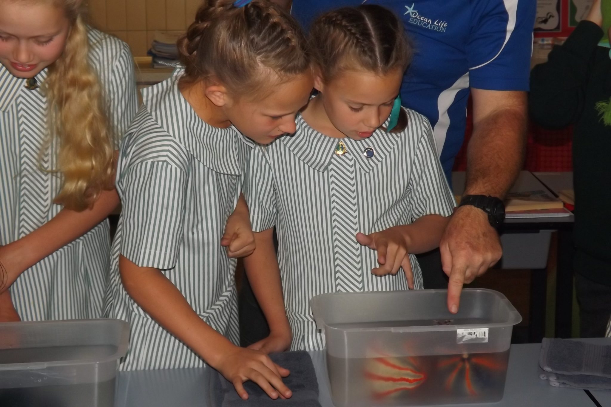 School’s in for Marine Life Lovers - Ocean Life Education