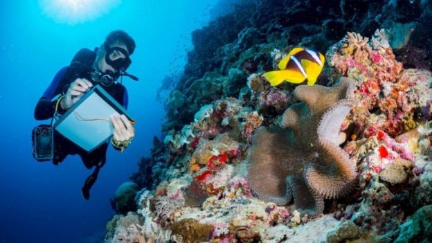 How to become a Marine Biologist in Queensland - Ocean Life Education