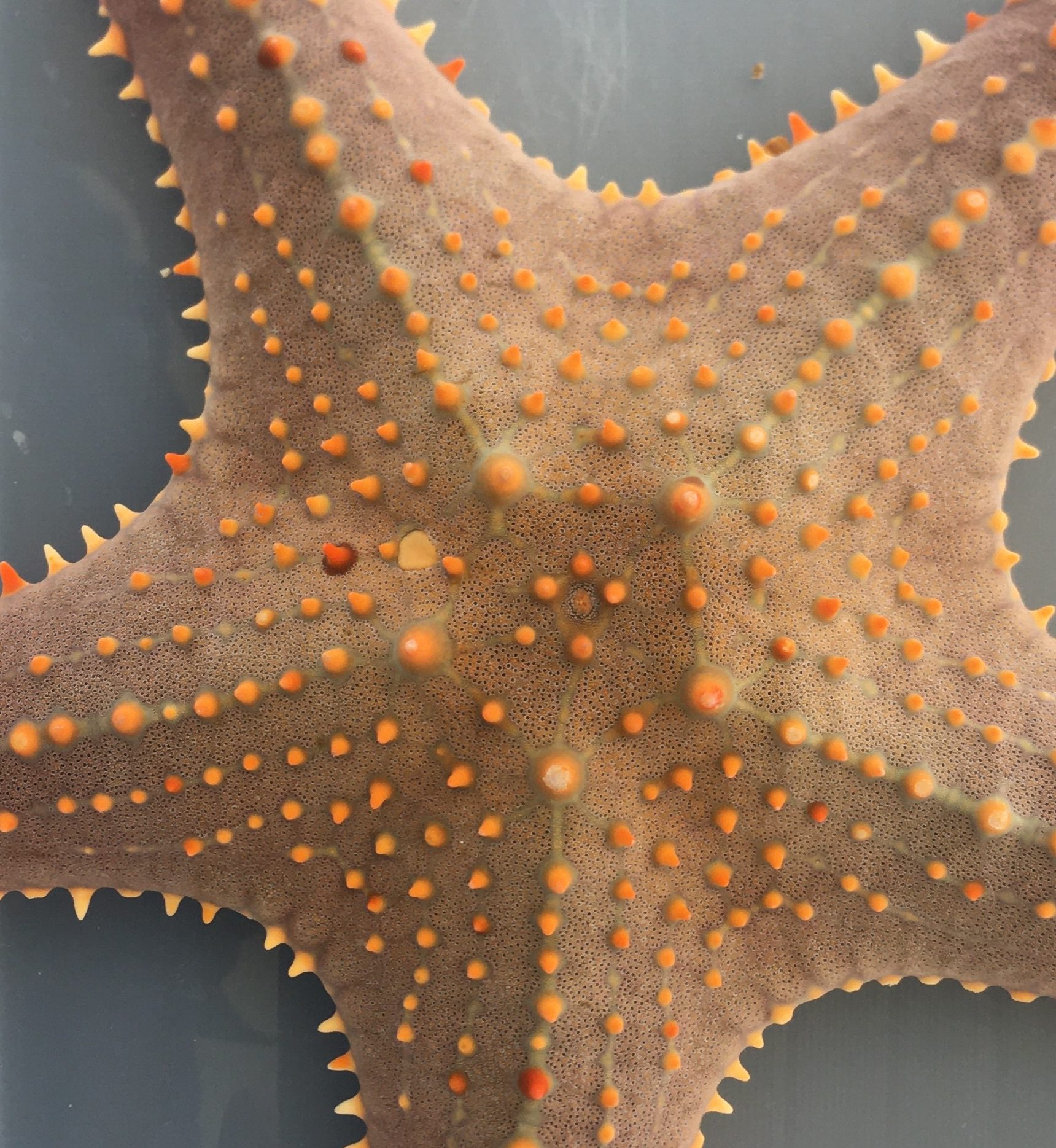 sea star | Ocean Life Education
