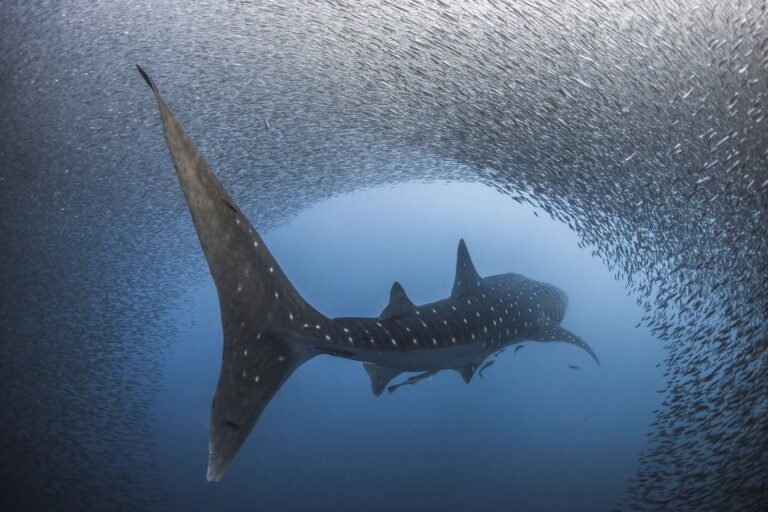 Whale Shark Fast Facts - Ocean Life Education