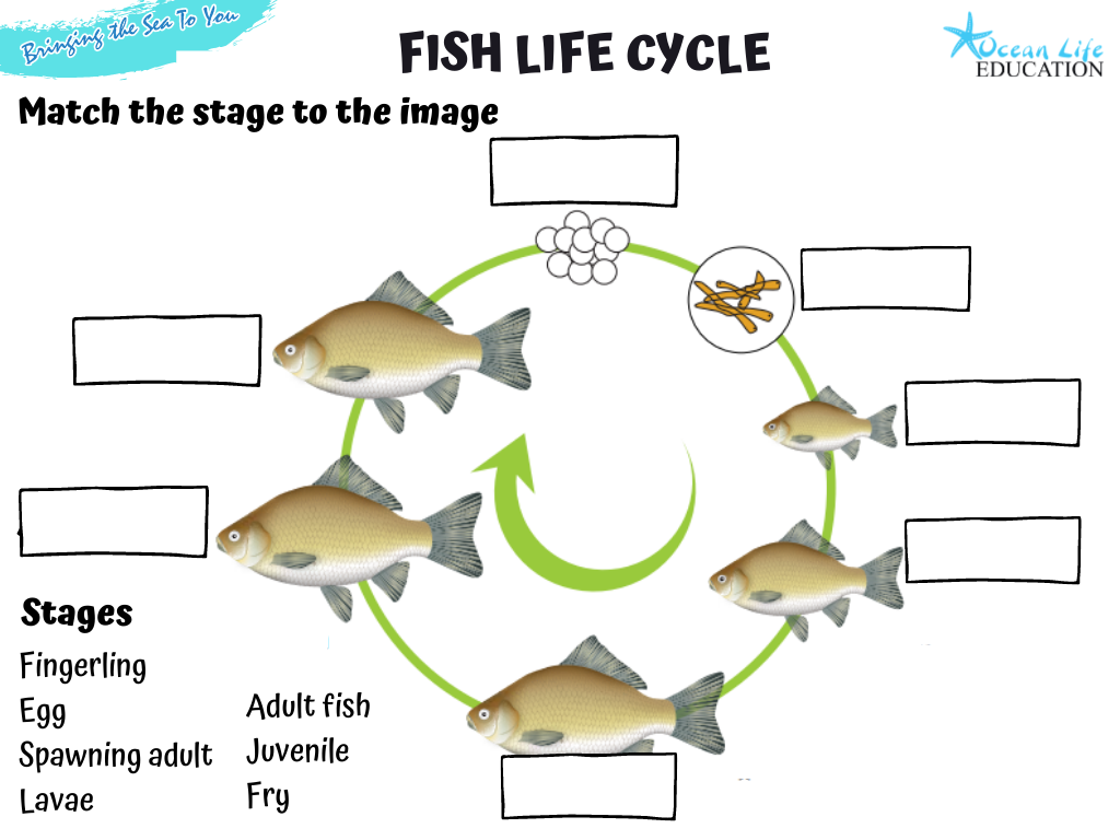 Life Cycle Of Fish For Ks2 Science Unit Life Processes
