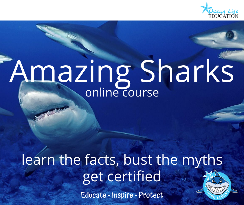 shark diagrams | Ocean Life Education