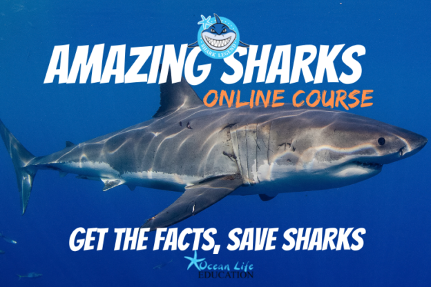 Amazing Sharks Facts Quiz - Ocean Life Education