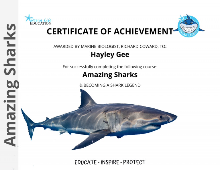Engage Kids with Sharks - Ocean Life Education