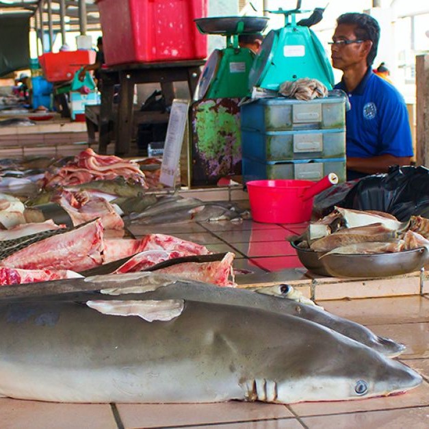 Shark Resources and Courses - Ocean Life Education