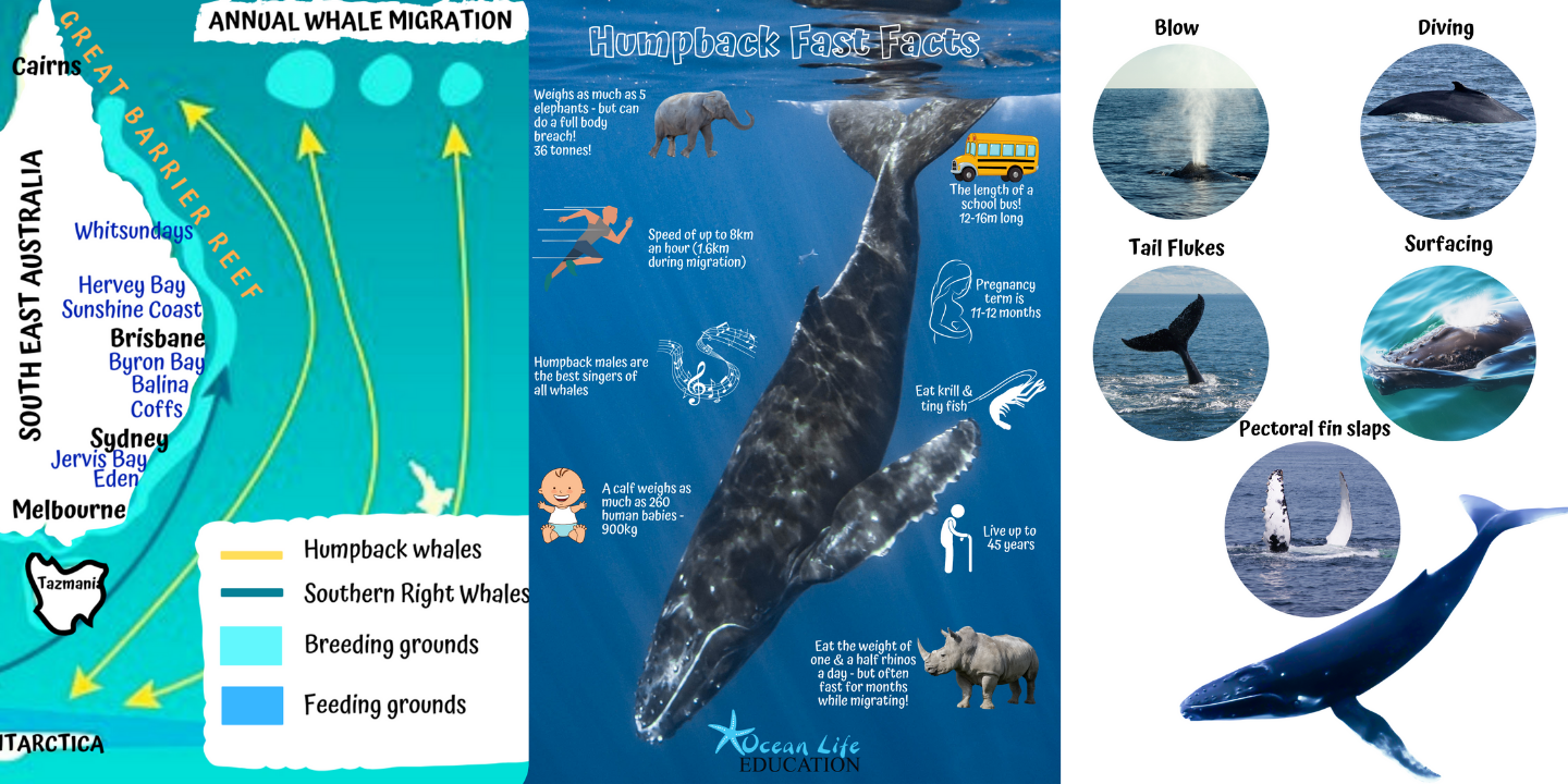 Humpback Whale Kids Course - Ocean Life Education