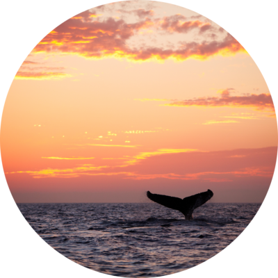 Humpback Whale Migration Guide - Ocean Life Education