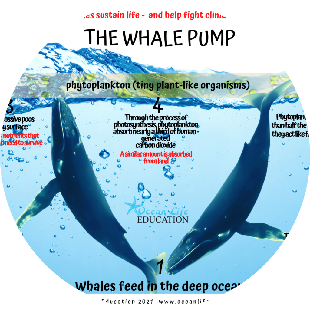Humpback Whales - Ocean Life Education
