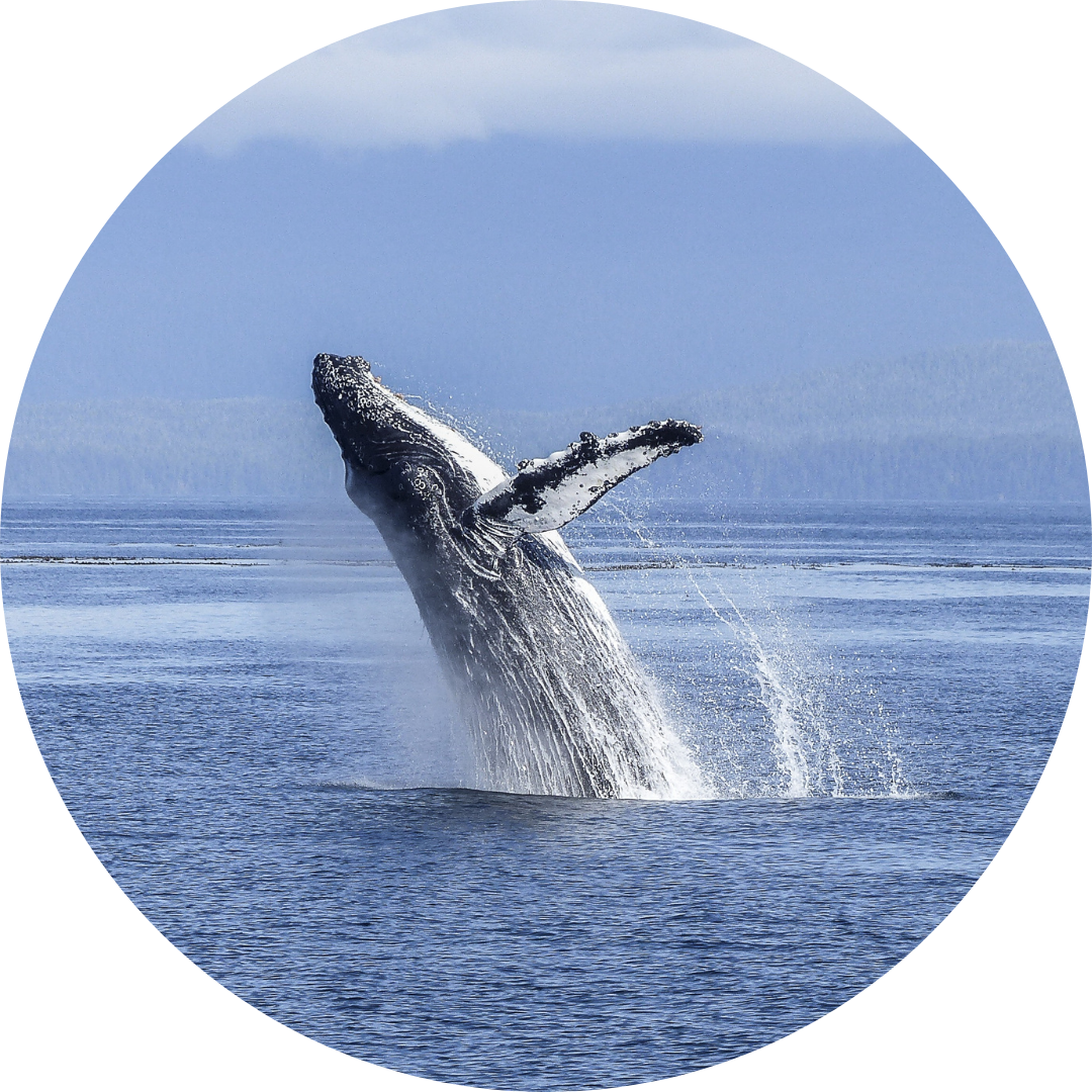 Humpback Whale Teaching Resources - Ocean Life Education