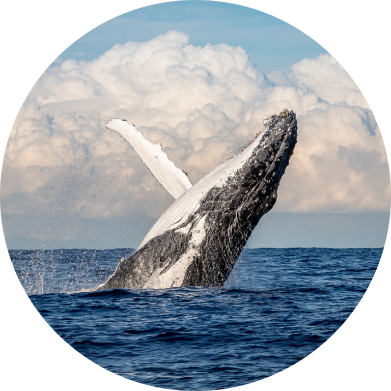 Humpback Whale Migration Guide - Ocean Life Education