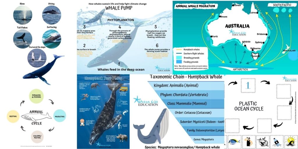 Humpback Whale Kids Course - Ocean Life Education