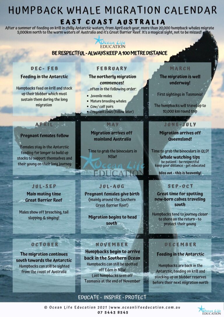 Humpback Whale Migration Guide - Ocean Life Education
