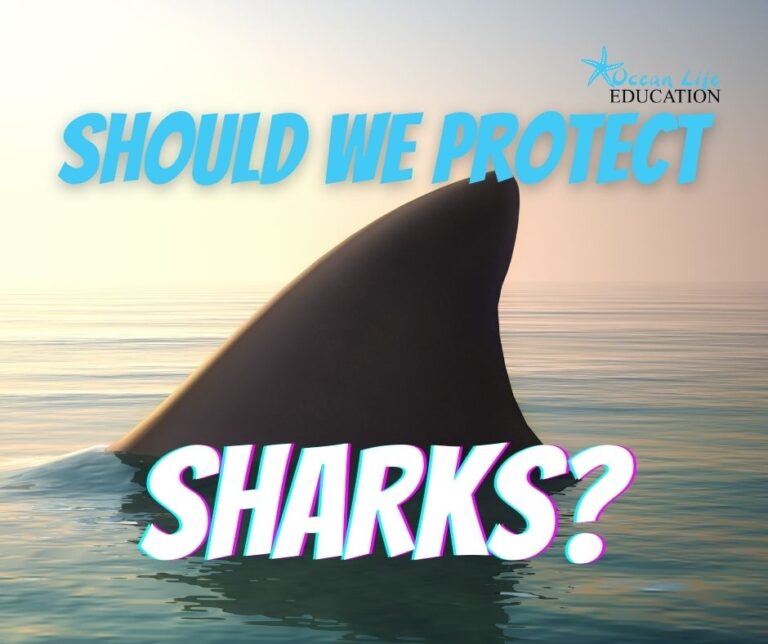 Should We Protect Sharks? - Ocean Life Education