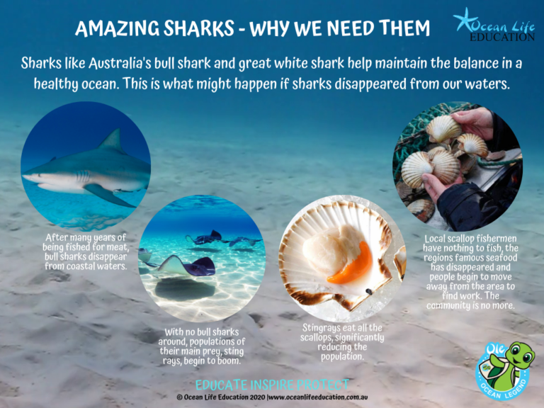 protect sharks | Ocean Life Education