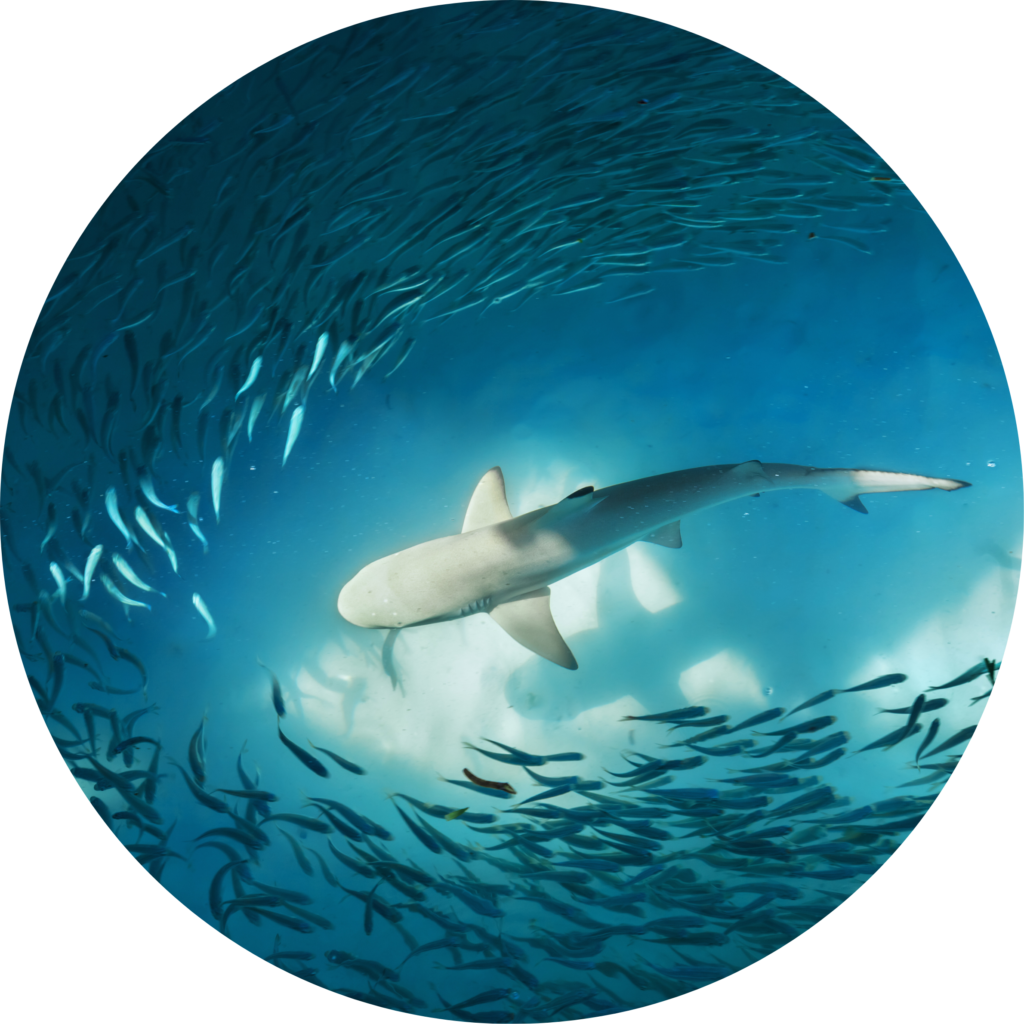 Should We Protect Sharks? - Ocean Life Education