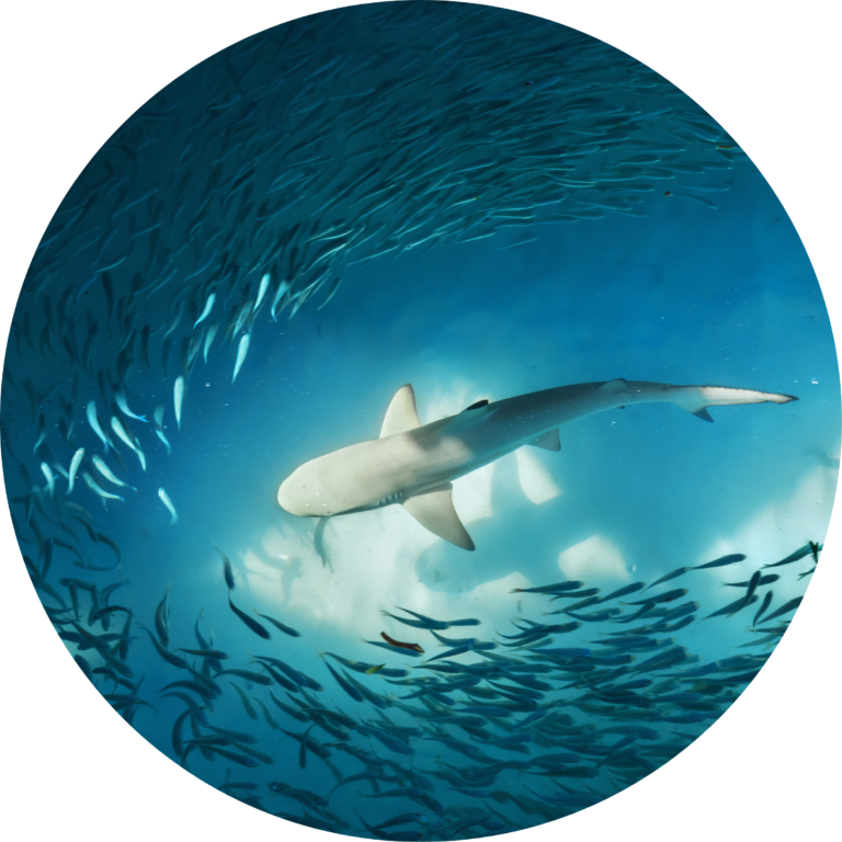 Should We Protect Sharks? - Ocean Life Education