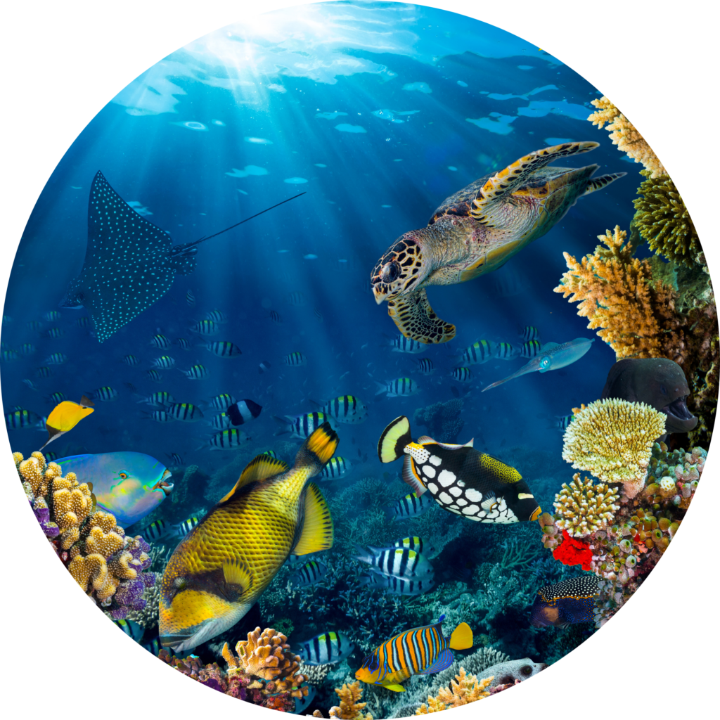 Where to See the Annual Humpback Migration on East Coast Australia ...