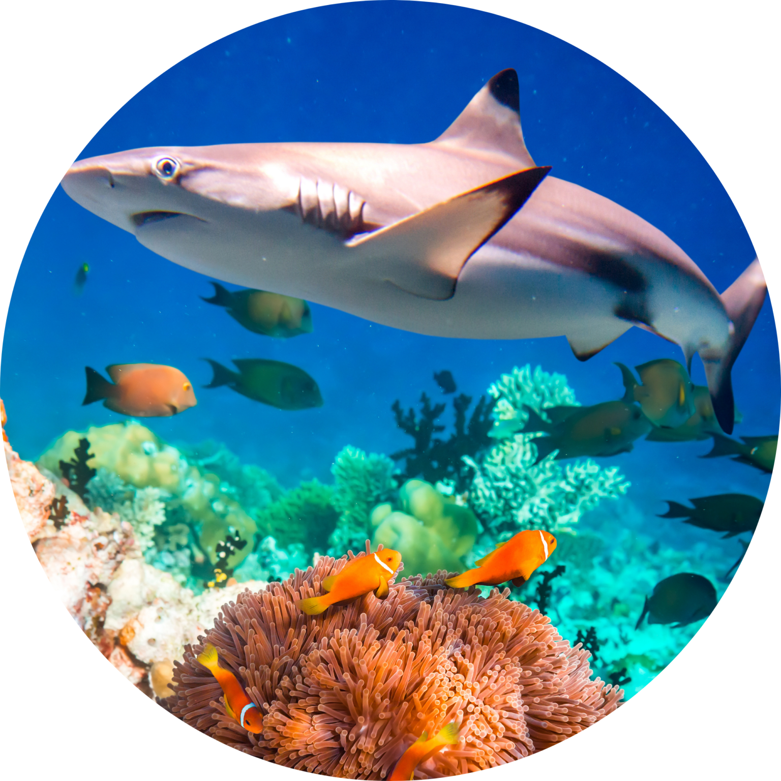 Should We Protect Sharks? - Ocean Life Education