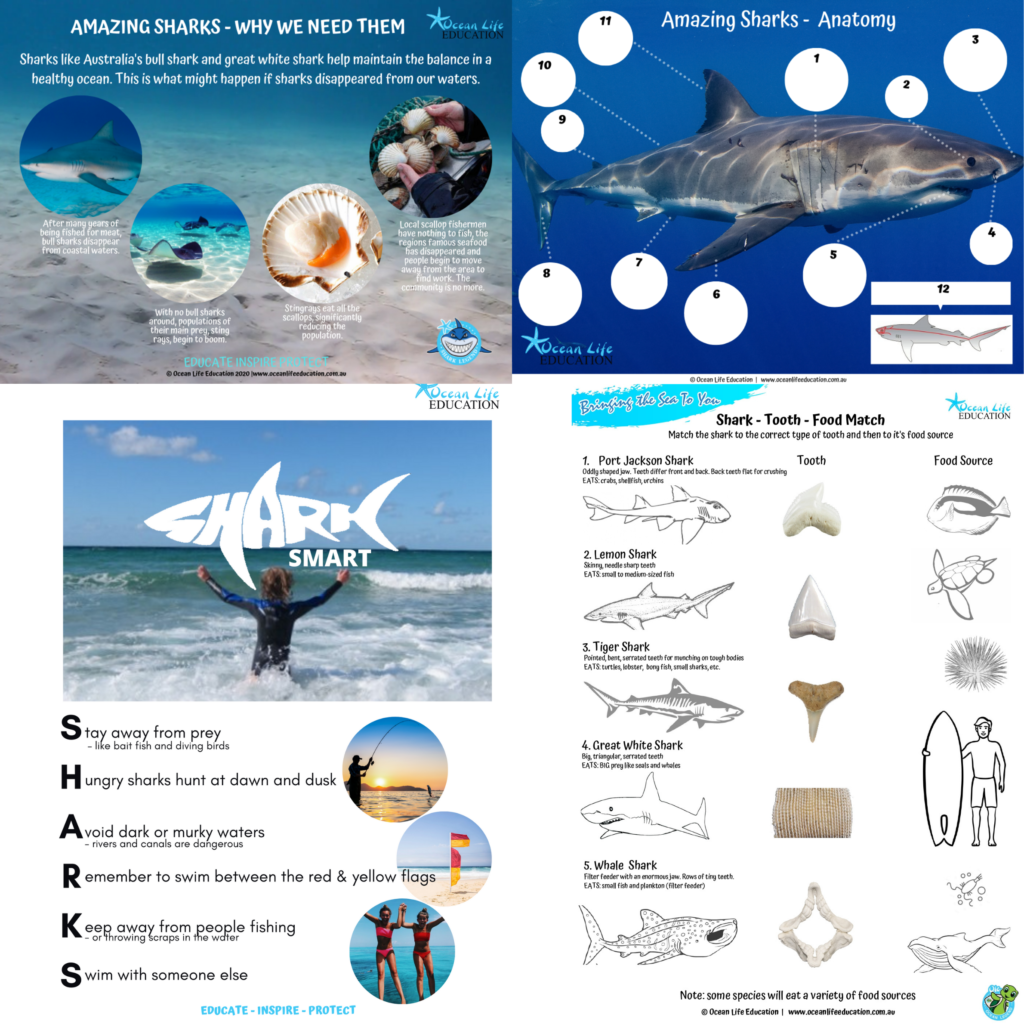 Shark Resources and Courses - Ocean Life Education