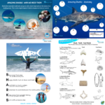 Shark Resources and Courses - Ocean Life Education