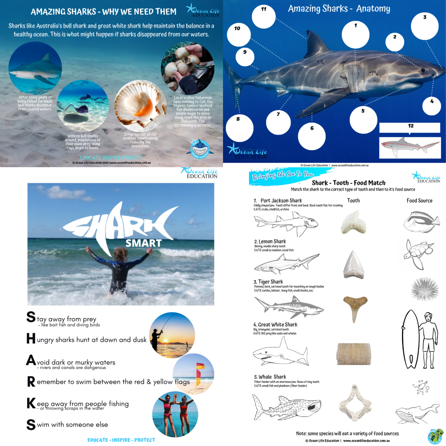 Shark Resources and Courses - Ocean Life Education