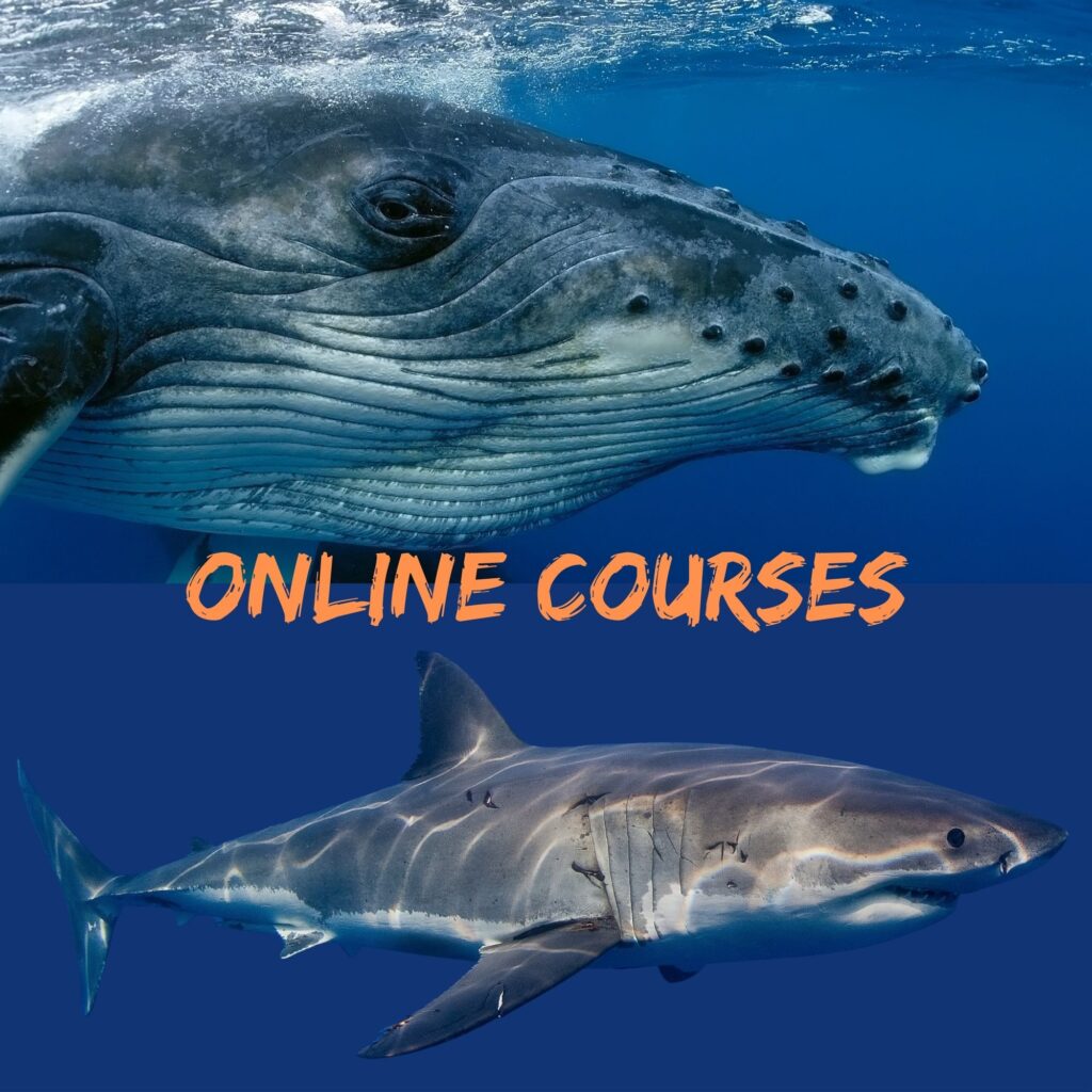 Programs - Ocean Life Education