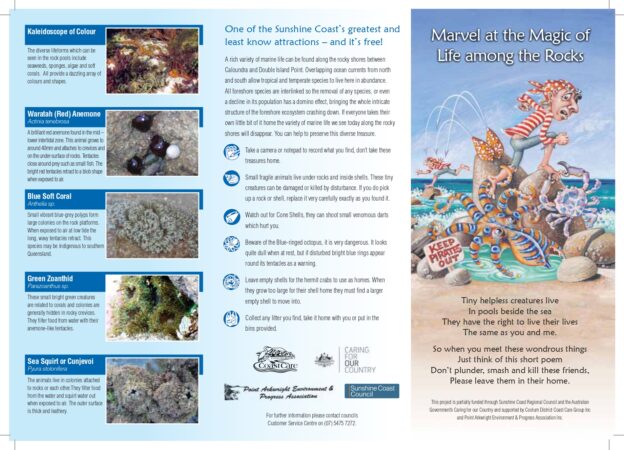 Sunshine Coast Rockpool Guide - Ocean Life Education