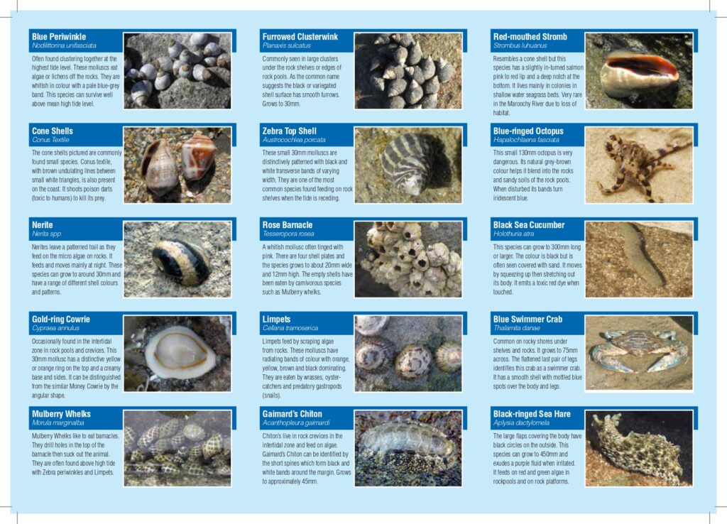 Sunshine Coast Rockpool Guide - Ocean Life Education