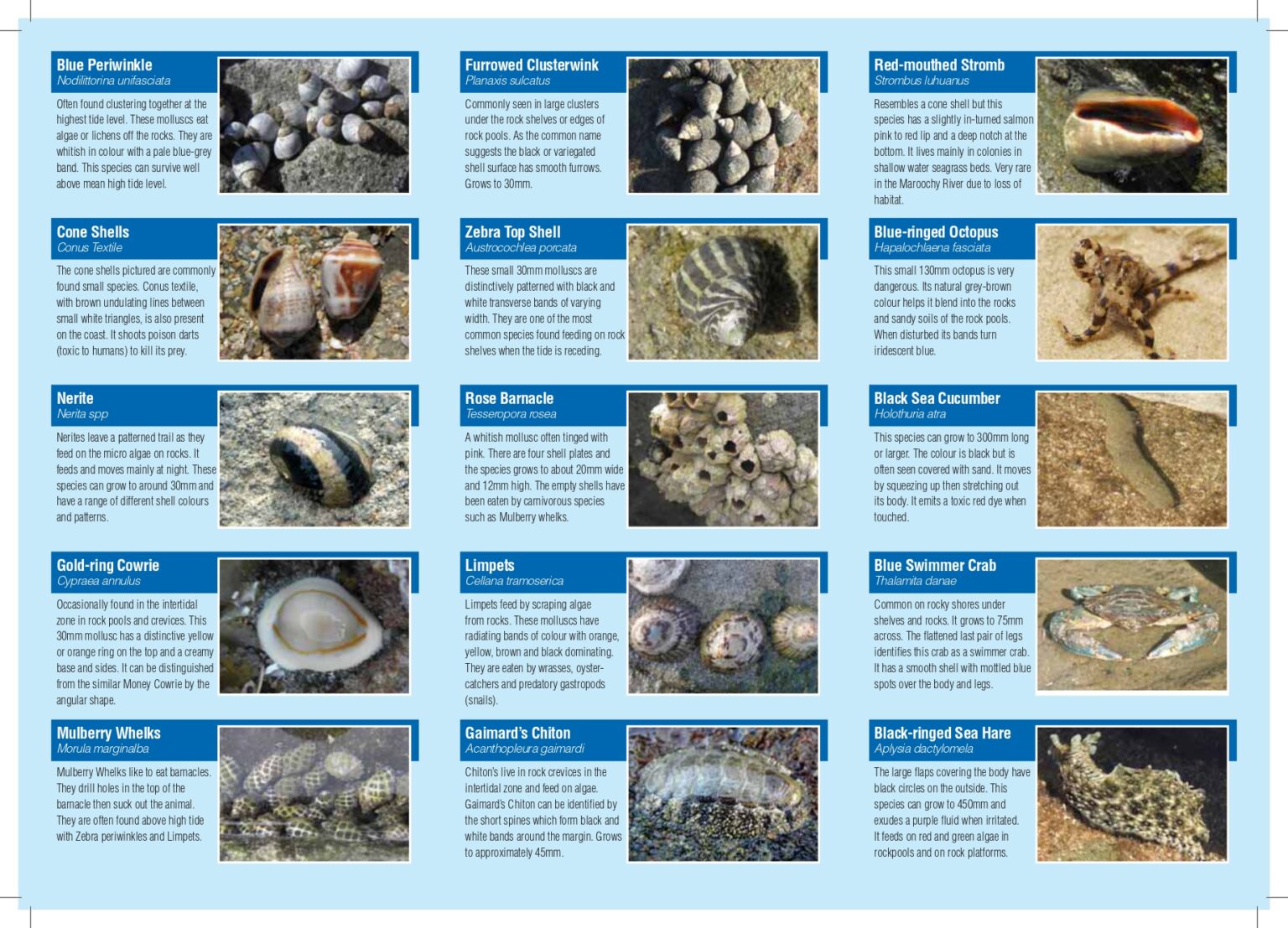 Sunshine Coast Rockpool Guide | Ocean Life Education