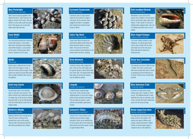 Sunshine Coast Rockpool Guide - Ocean Life Education