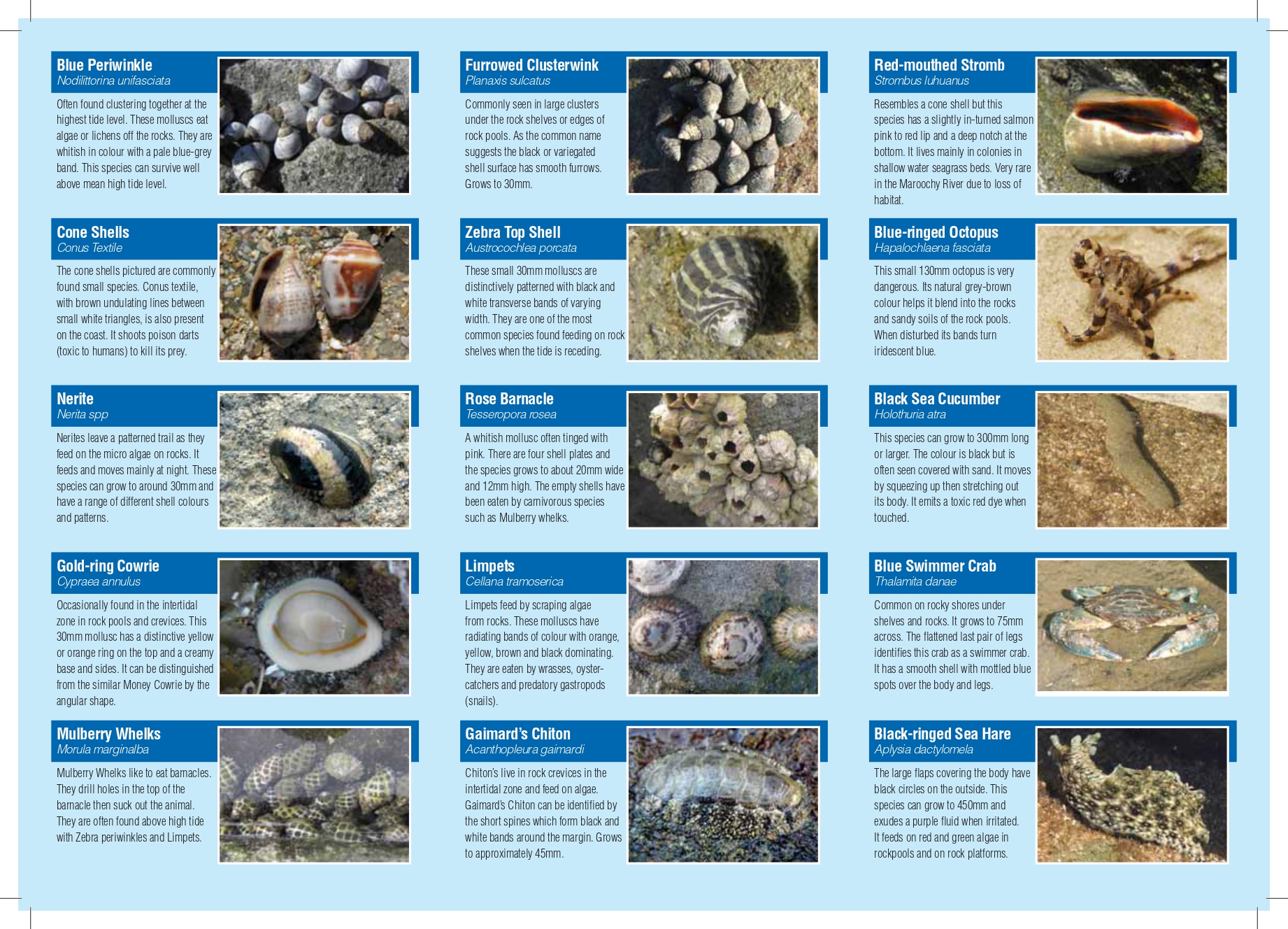 Sunshine Coast Rockpool Guide - Ocean Life Education