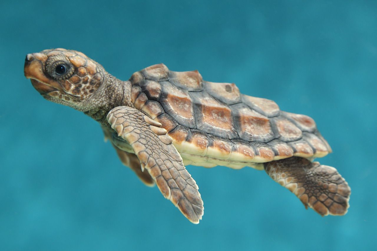 Life Cycles of Ocean Animals for Schools - Ocean Life Education