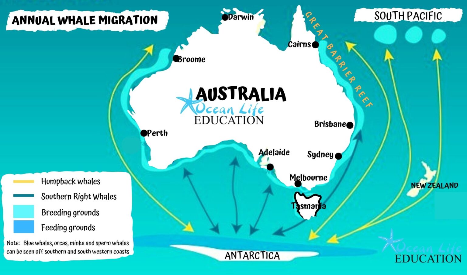 Where to See the Annual Humpback Migration on East Coast Australia ...