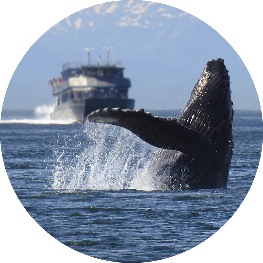 Where To See The Annual Humpback Migration On East Coast Australia
