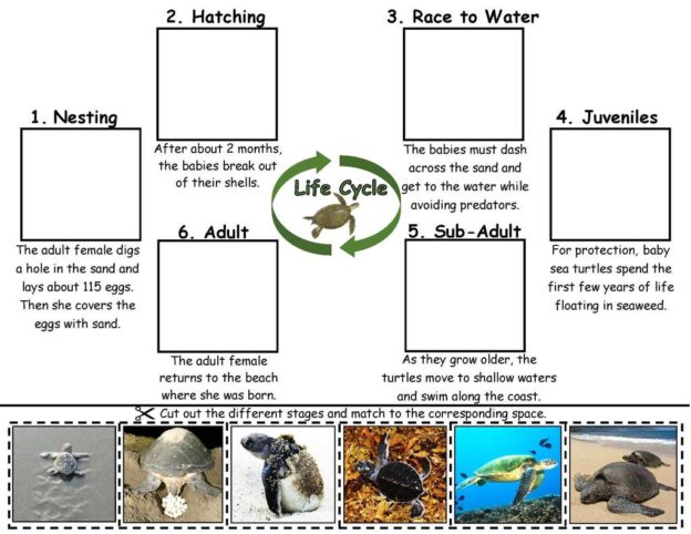 Life Cycles of Ocean Animals for Schools - Ocean Life Education
