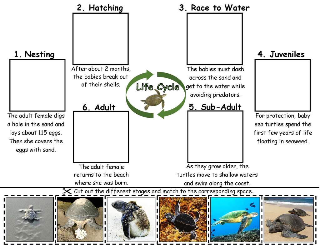 Life Cycles of Ocean Animals for Schools - Ocean Life Education