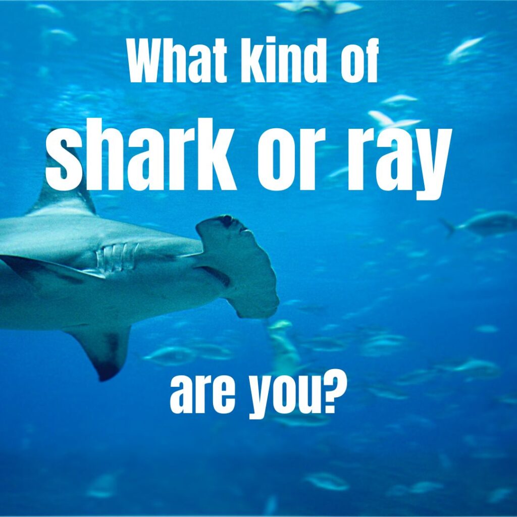 Guide to Shark and Ray Awareness Day in Australia | Ocean Life Education
