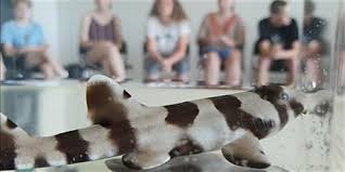 Ocean Life Education | School & Early Learning Incursions