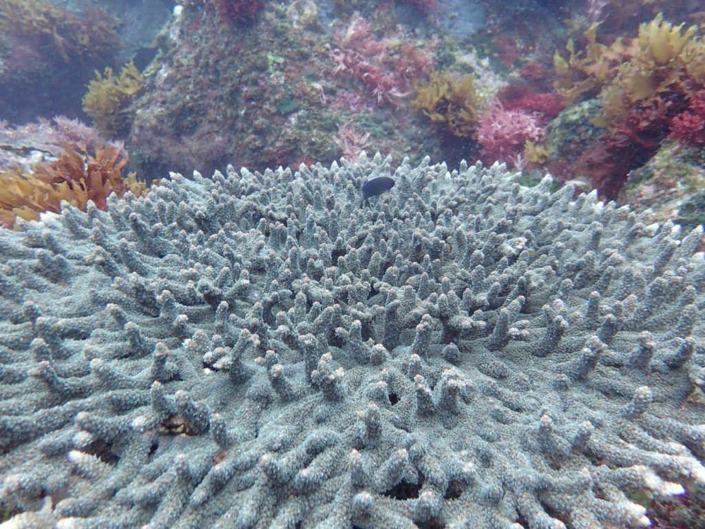How the Great Barrier Reef Supports Biodiversity and Healthy Oceans ...