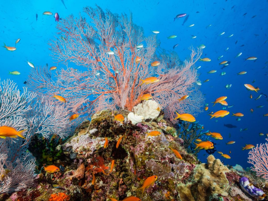 How the Great Barrier Reef Supports Biodiversity and Healthy Oceans ...