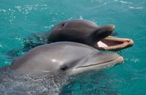 Can Dolphins Talk? Exploring the Fascinating World of Dolphin ...