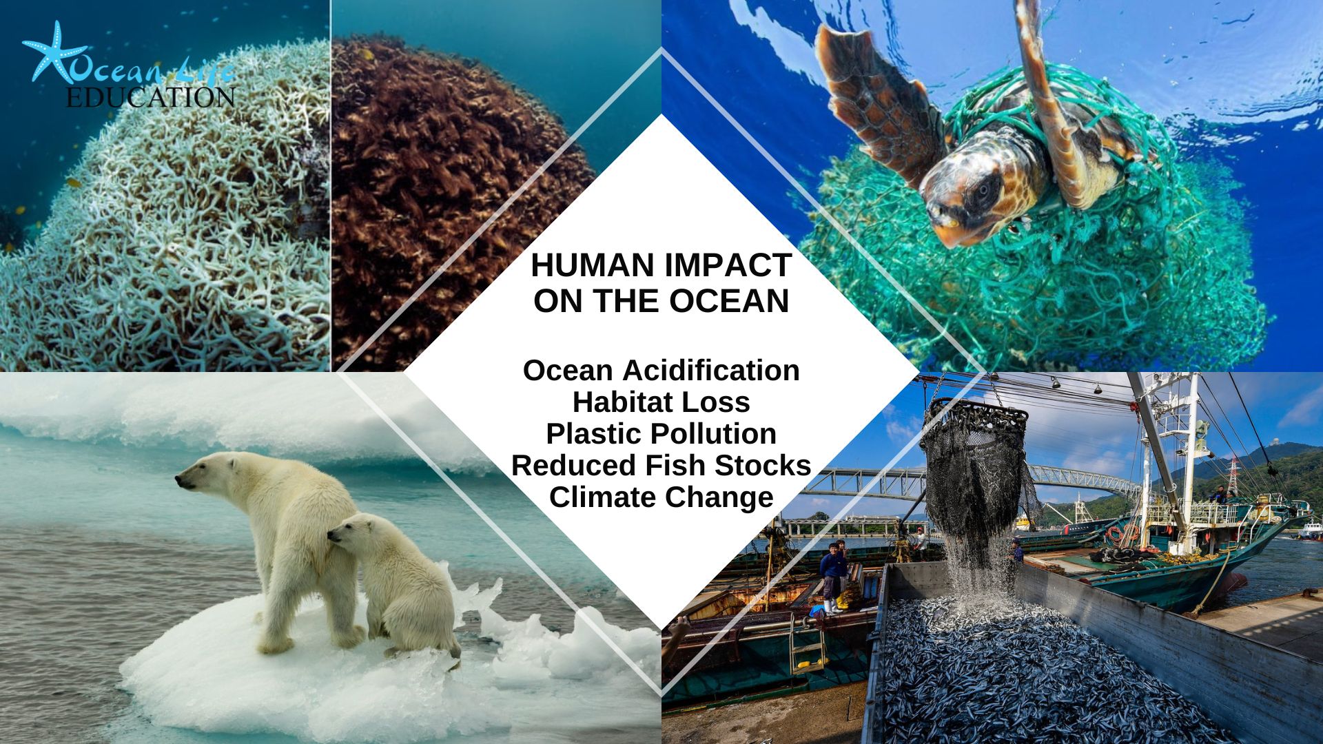 Human Impact Teaching Resources for Schools in Australia - Ocean Life ...