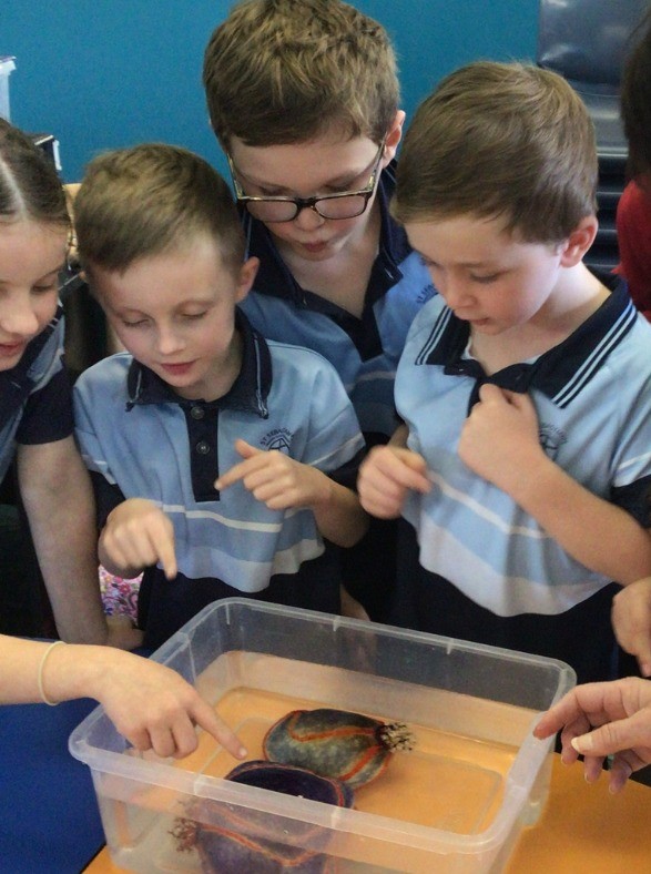 Year 1 Science Incursions in Brisbane - Ocean Life Education