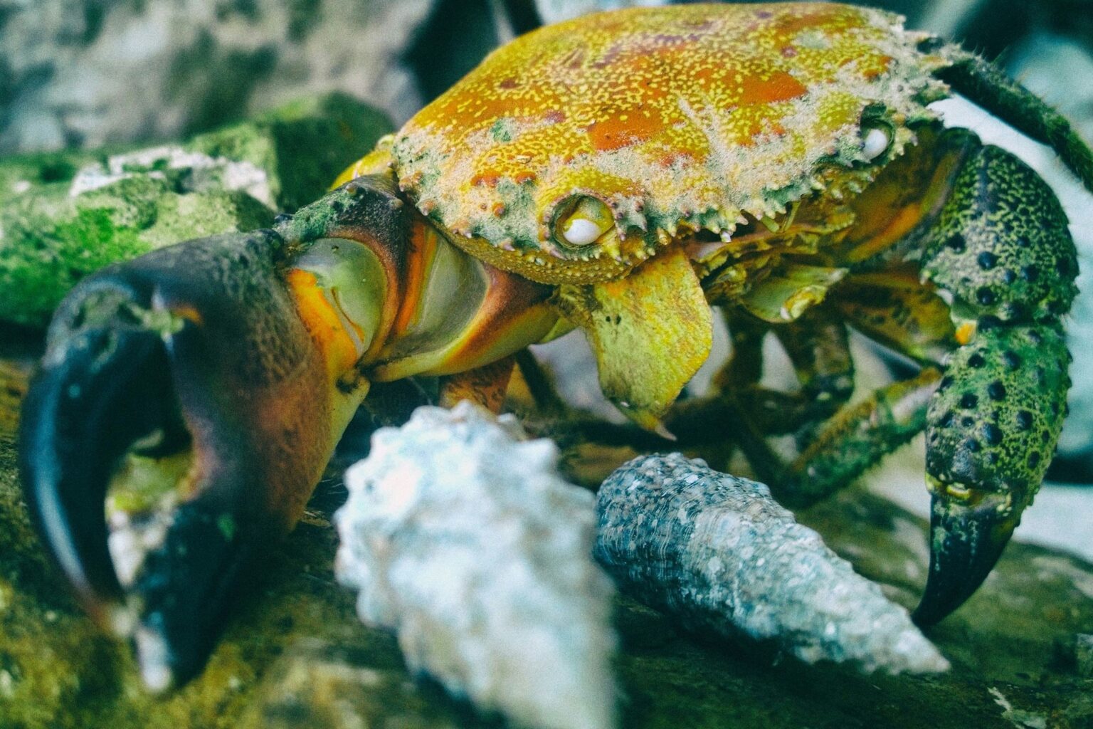 Year 1 Science Incursions in Brisbane - Ocean Life Education