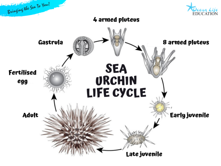 Year 3 Science Incursions in Brisbane - Ocean Life Education