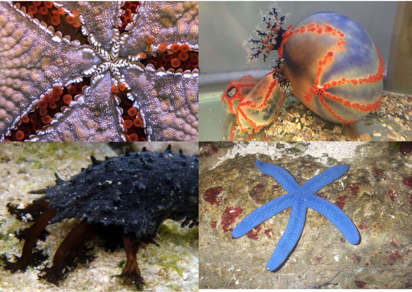 Year 7 Science Incursions in Brisbane - Ocean Life Education