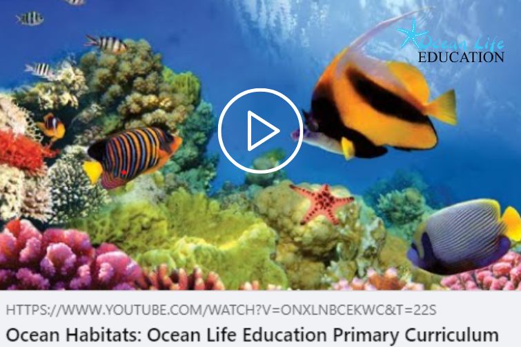 Year 6 Science Incursions in Brisbane - Ocean Life Education