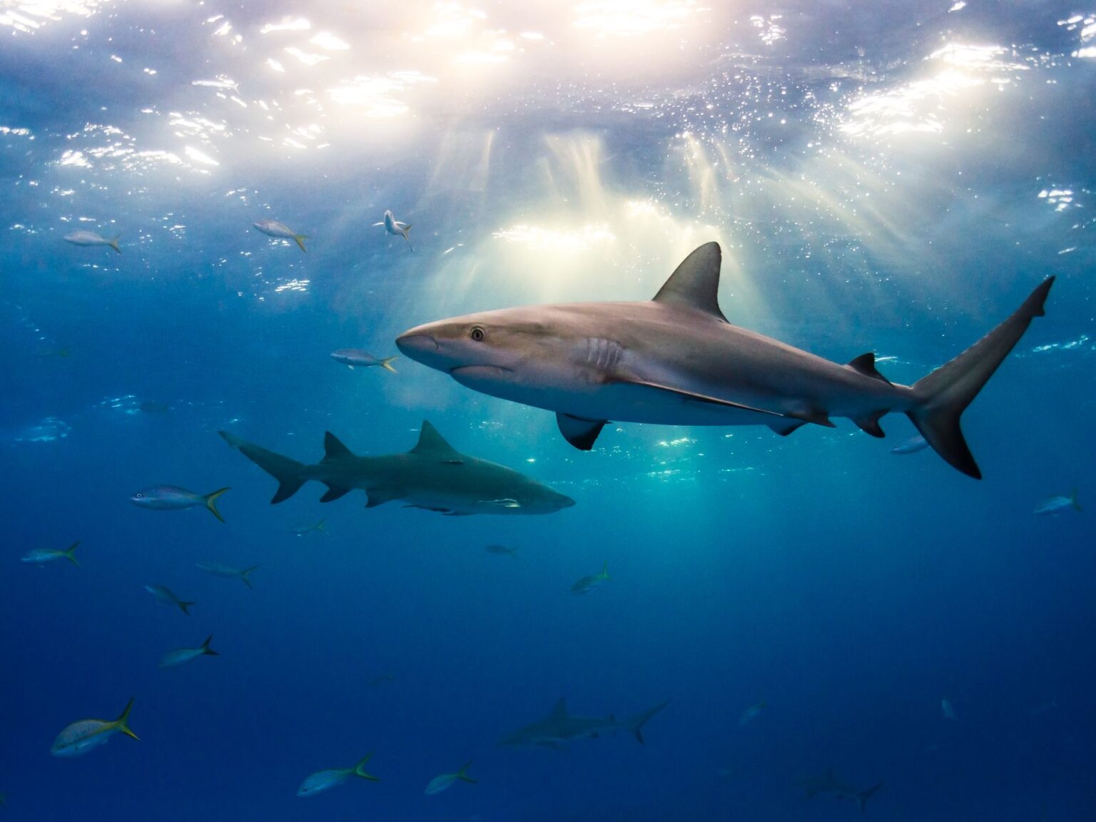 School’s Guide to Ocean Events 2025 - Ocean Life Education